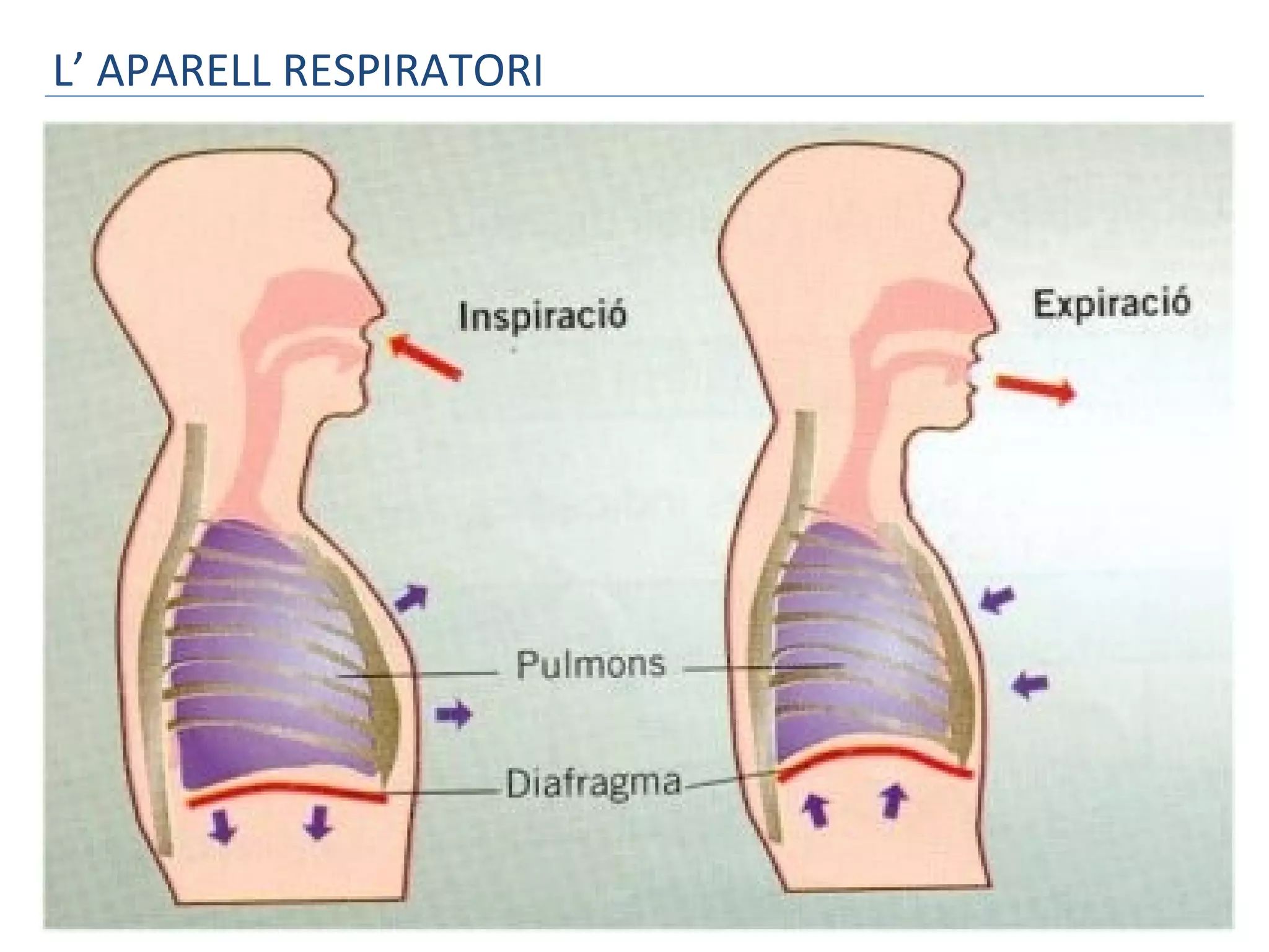 L'aparell respiratori | PPS