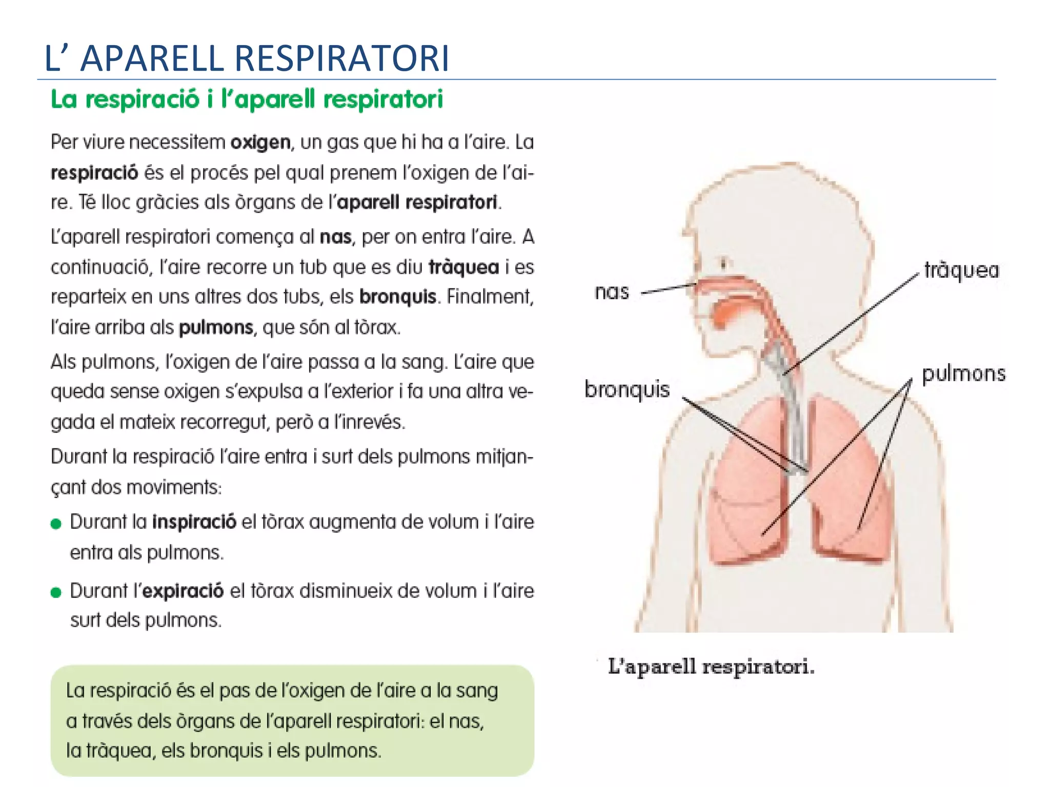 L'aparell respiratori | PPS