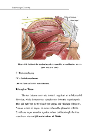 Laparoscopic Inguinal Anatomy