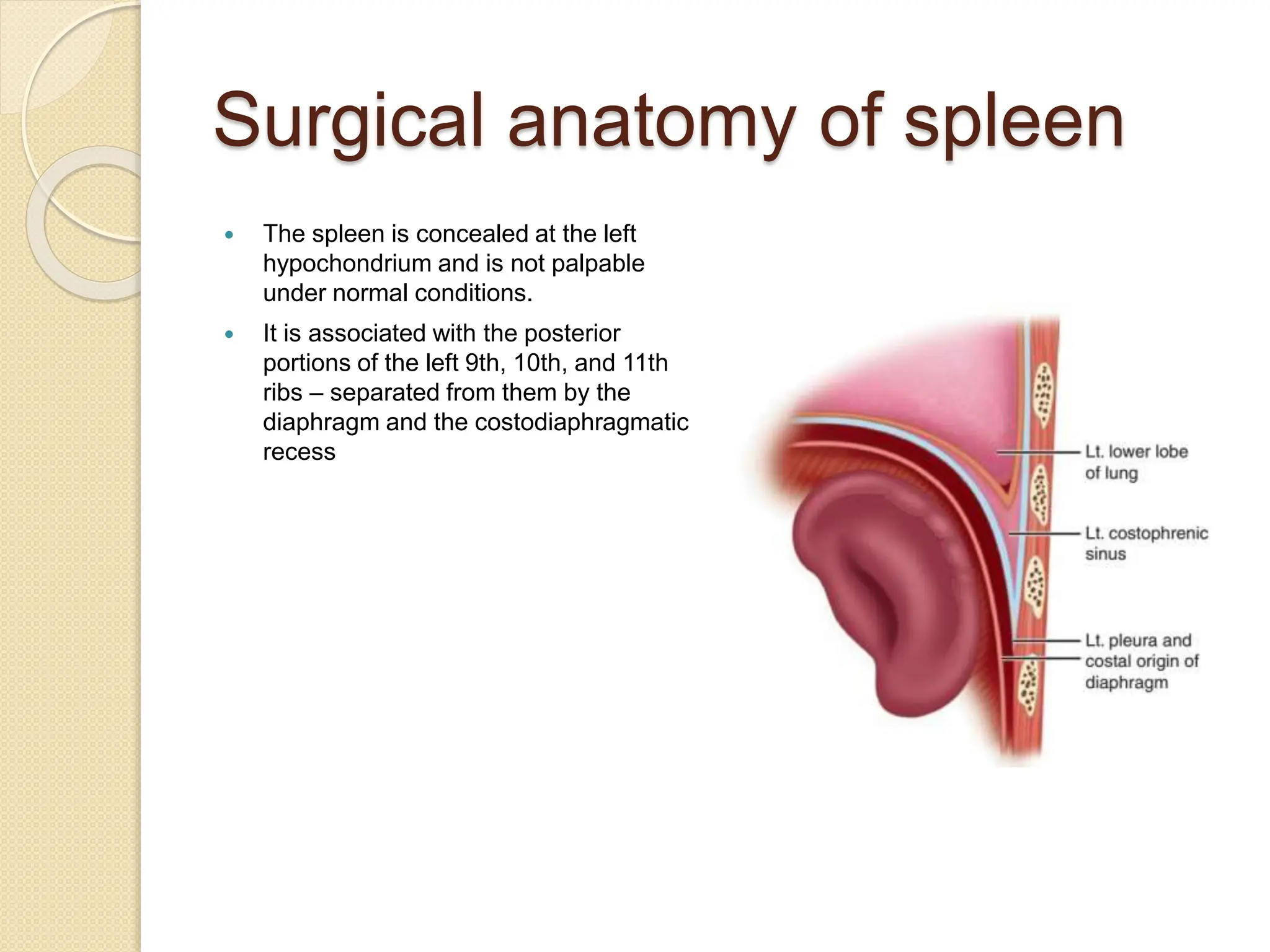 Anatomy and physiology of spleen and laparoscopic management of splenic ...