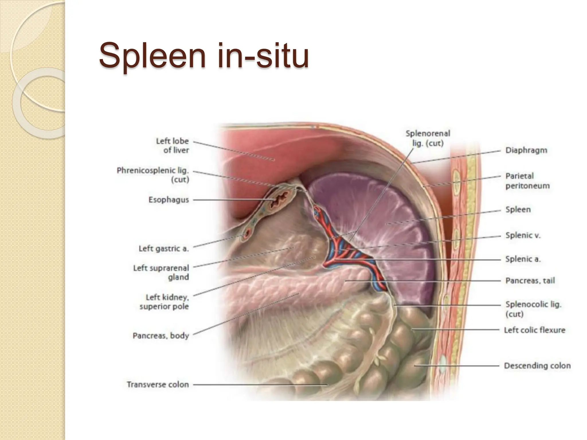 Anatomy and physiology of spleen and laparoscopic management of splenic disorders | PPTX | Blood ...