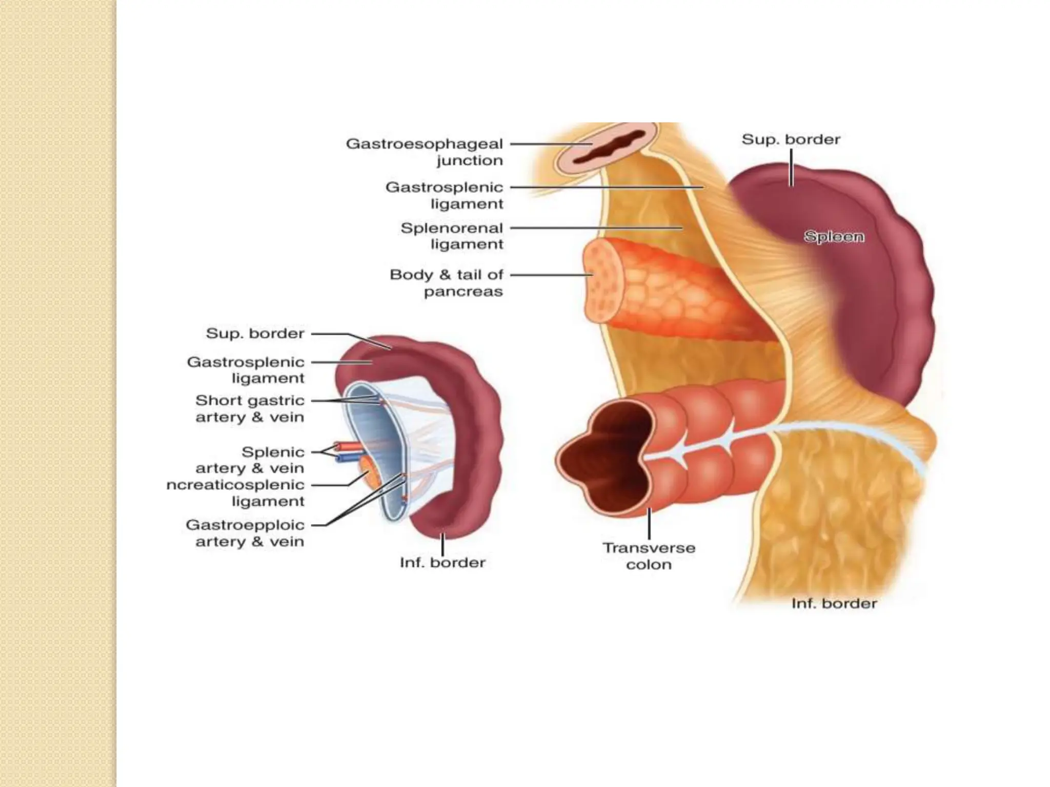 Anatomy and physiology of spleen and laparoscopic management of splenic ...