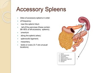 Anatomy and physiology of spleen and laparoscopic management of splenic ...