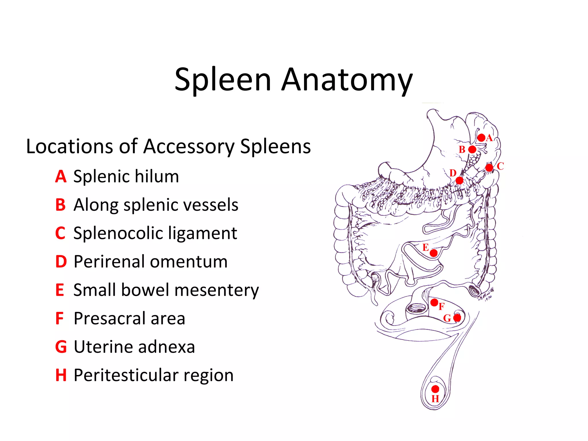 Laparoscopicsplenectomy | PPT | Blood Disorders | Diseases and Conditions