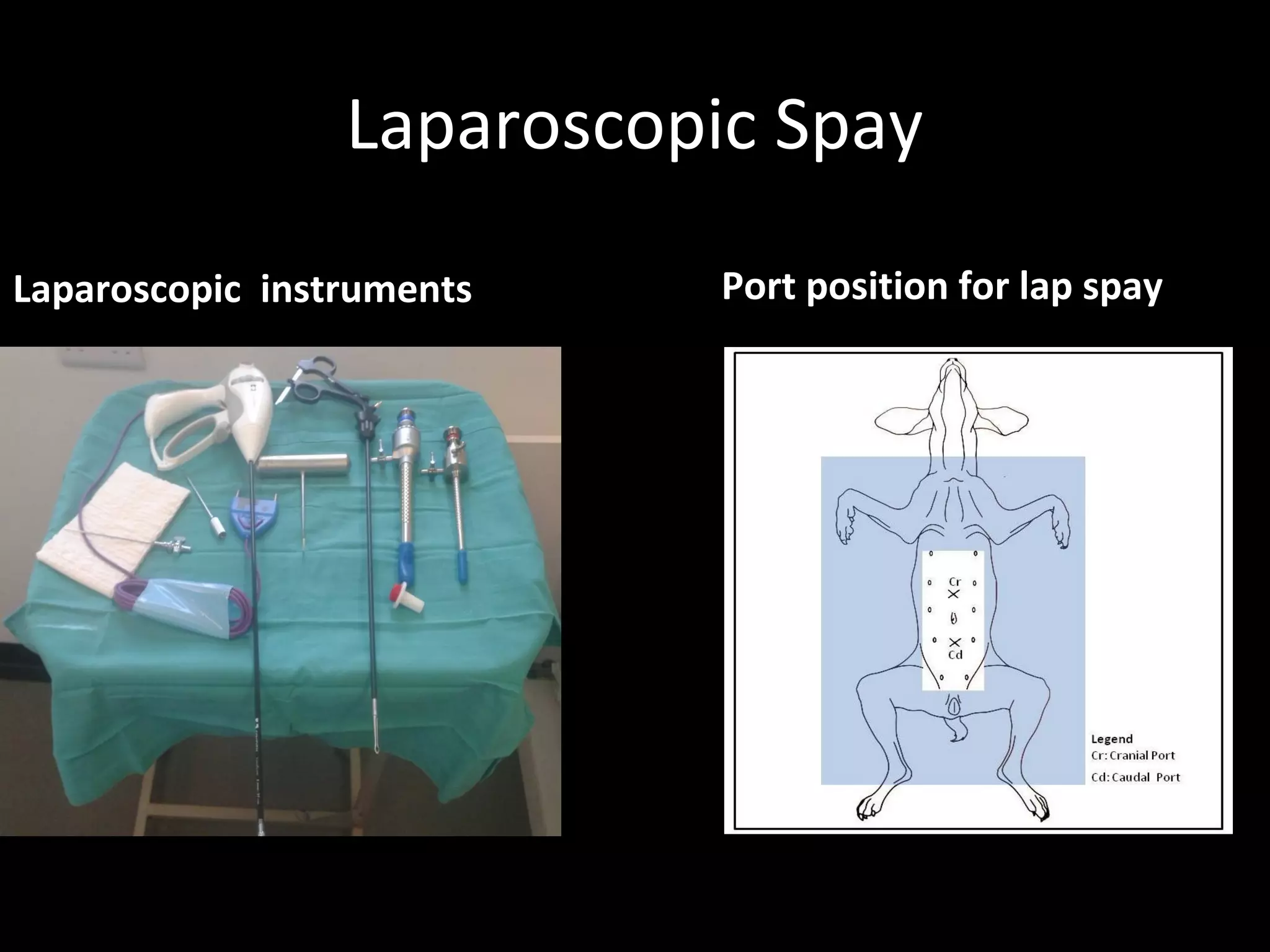 Laparoscopic surgery in dogs and cats | PPT