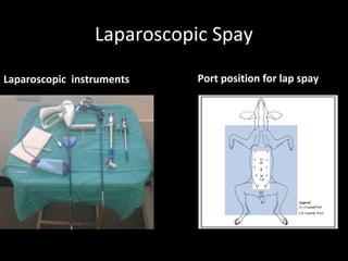 Laparoscopic surgery in dogs and cats | PPT