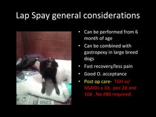 Laparoscopic surgery in dogs and cats | PPT