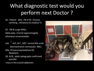Laparoscopic surgery in dogs and cats | PPT