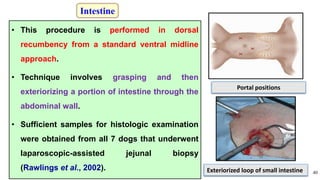 Laparoscopic surgery in dogs an overview | PDF