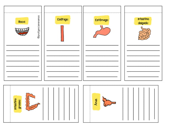 LAPBOOK sistema digestório final.pdf