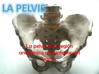 La pelvis | PDF