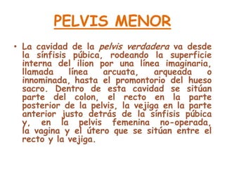 La pelvis | PDF