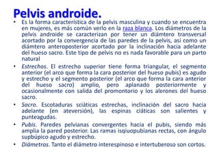 La pelvis | PDF