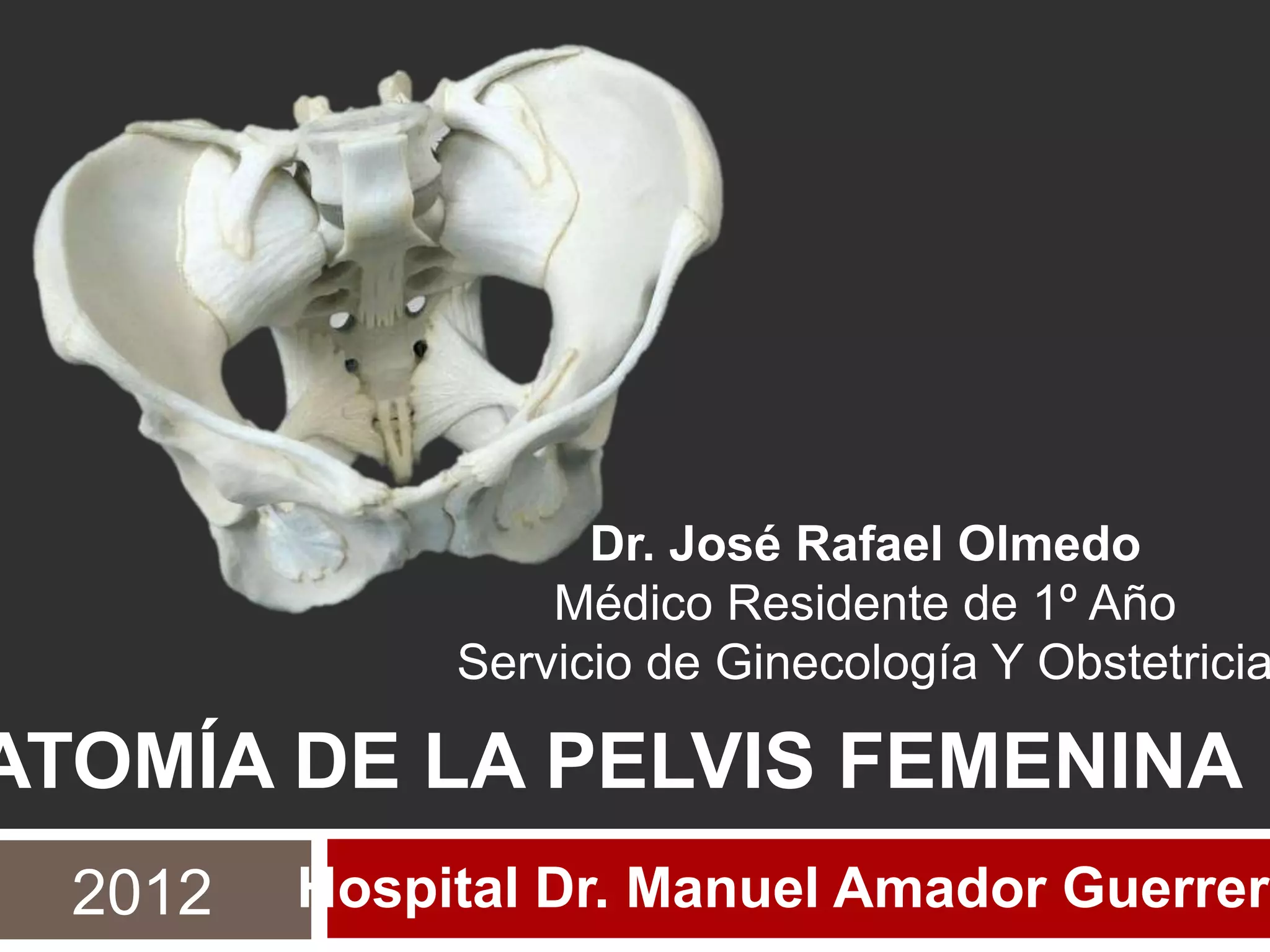 Merinden Modelo De Anatomía Reproductiva De La Pelvis Femenina, Modelo ...