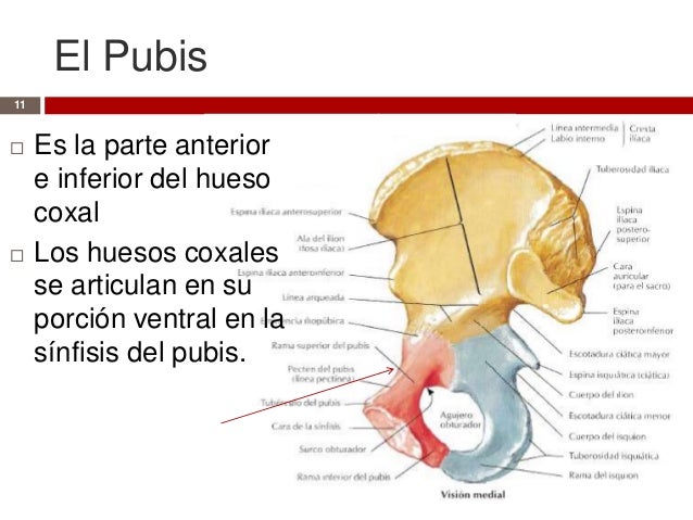 Anatomía de la Pelvis Femenina