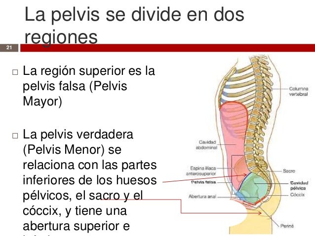 Anatomía de la Pelvis Femenina