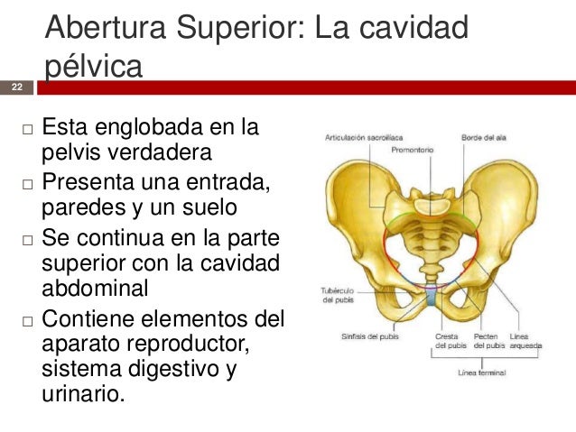 Partes De La Pelvis DCA