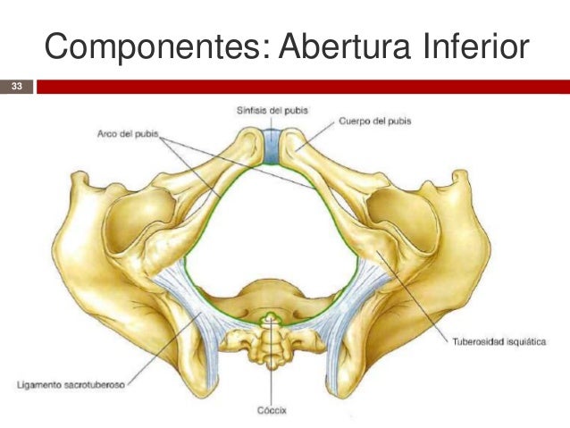 Anatomía de la Pelvis Femenina