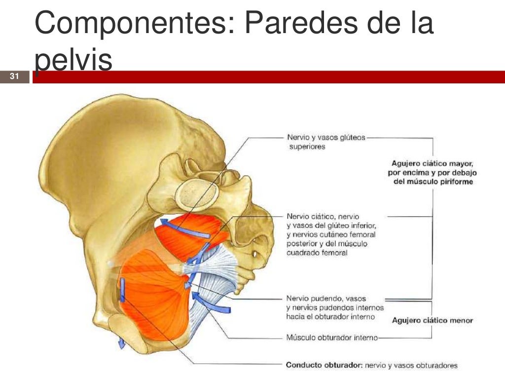 Anatomía de la Pelvis Femenina