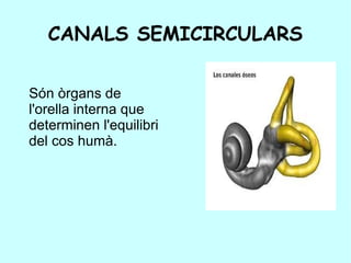 La percepció del so. l'orella | PPT