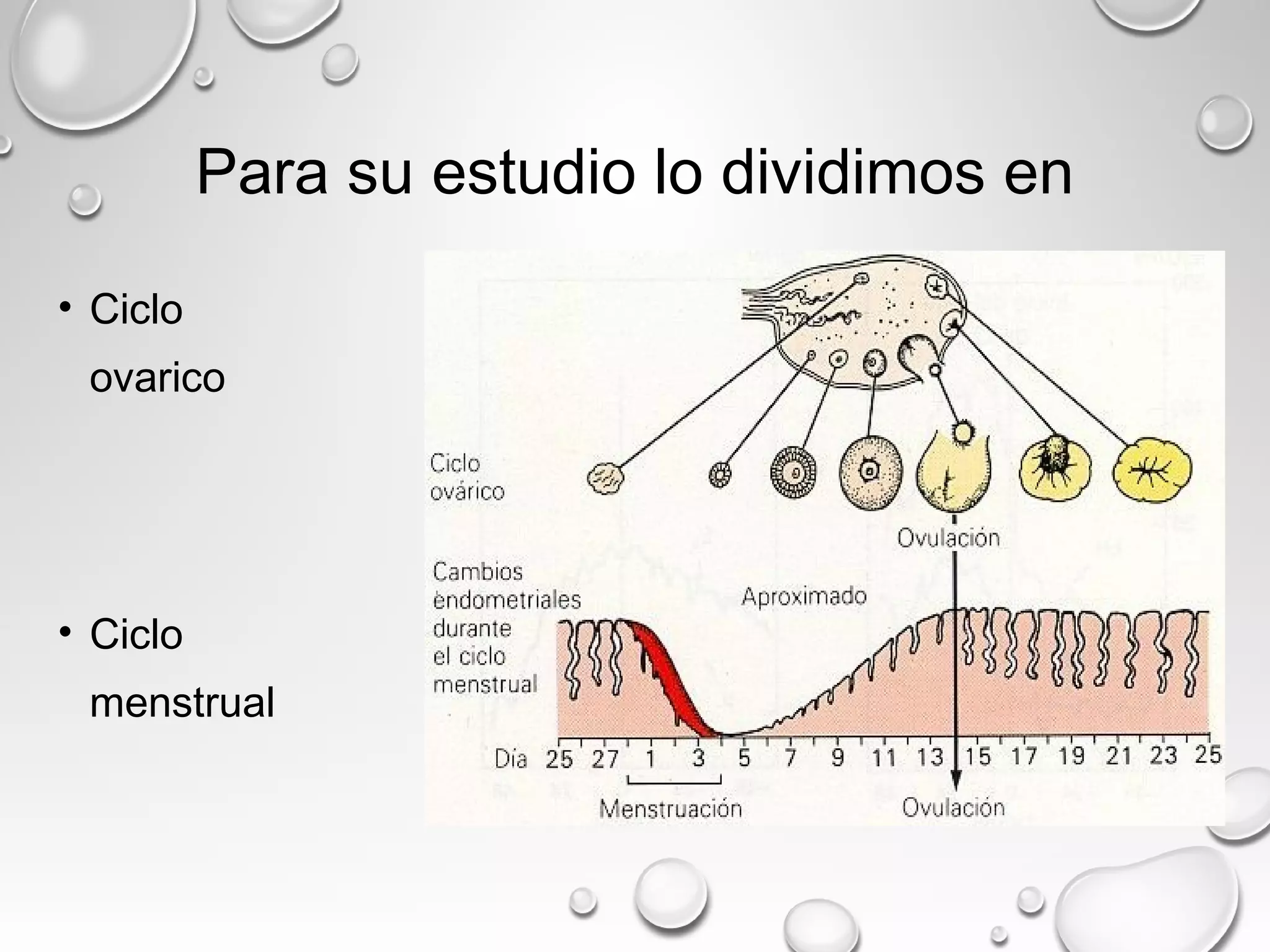 Ciclo sexual femenino | PPT