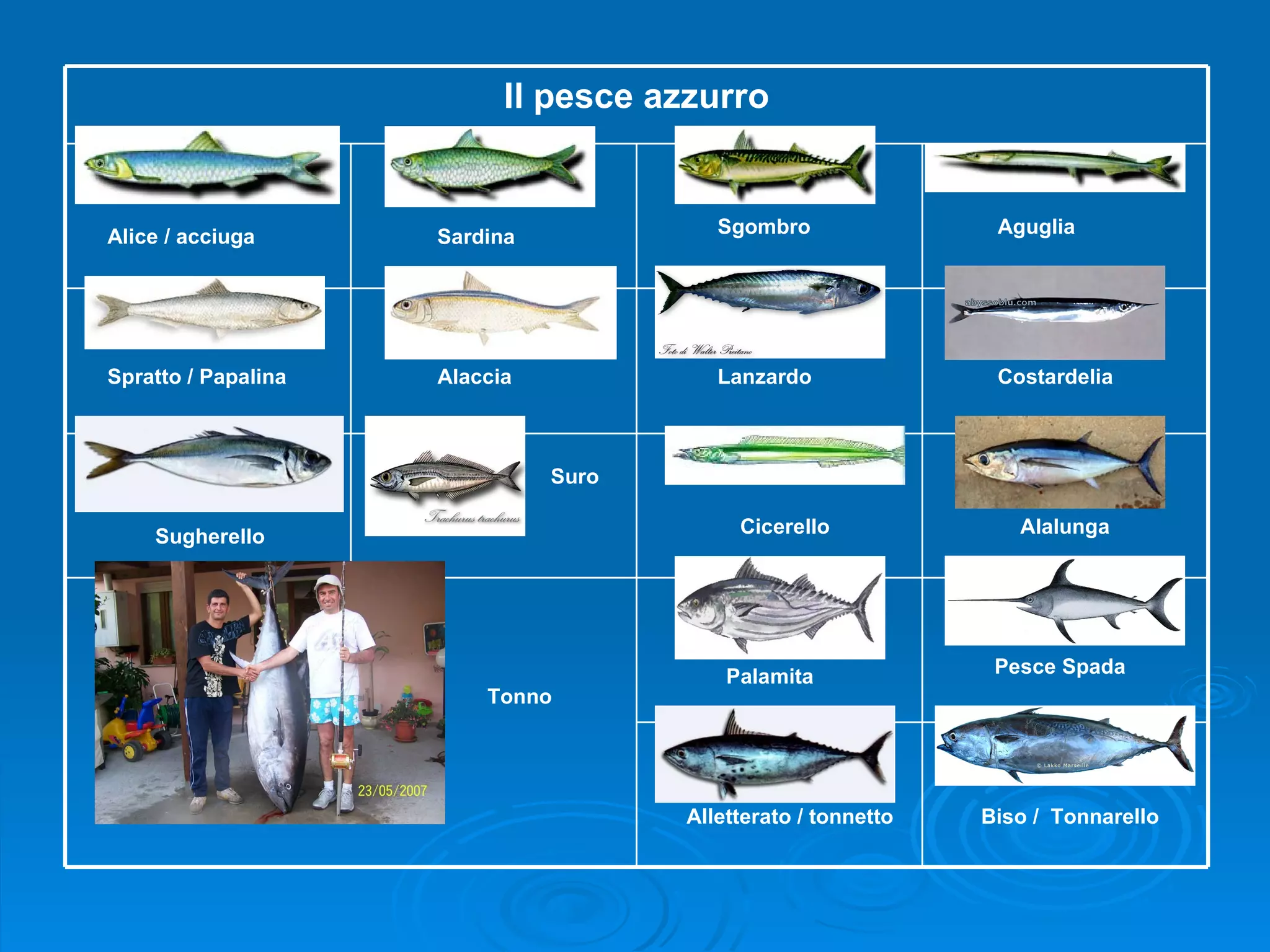La pesca italiana | PPT