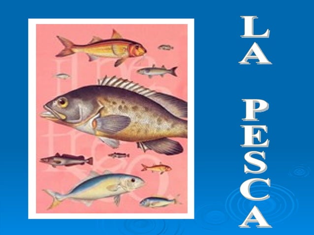 La pesca italiana | PPT