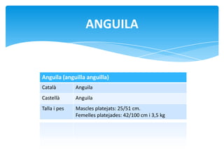 PESCA RIU EBRE | PPT