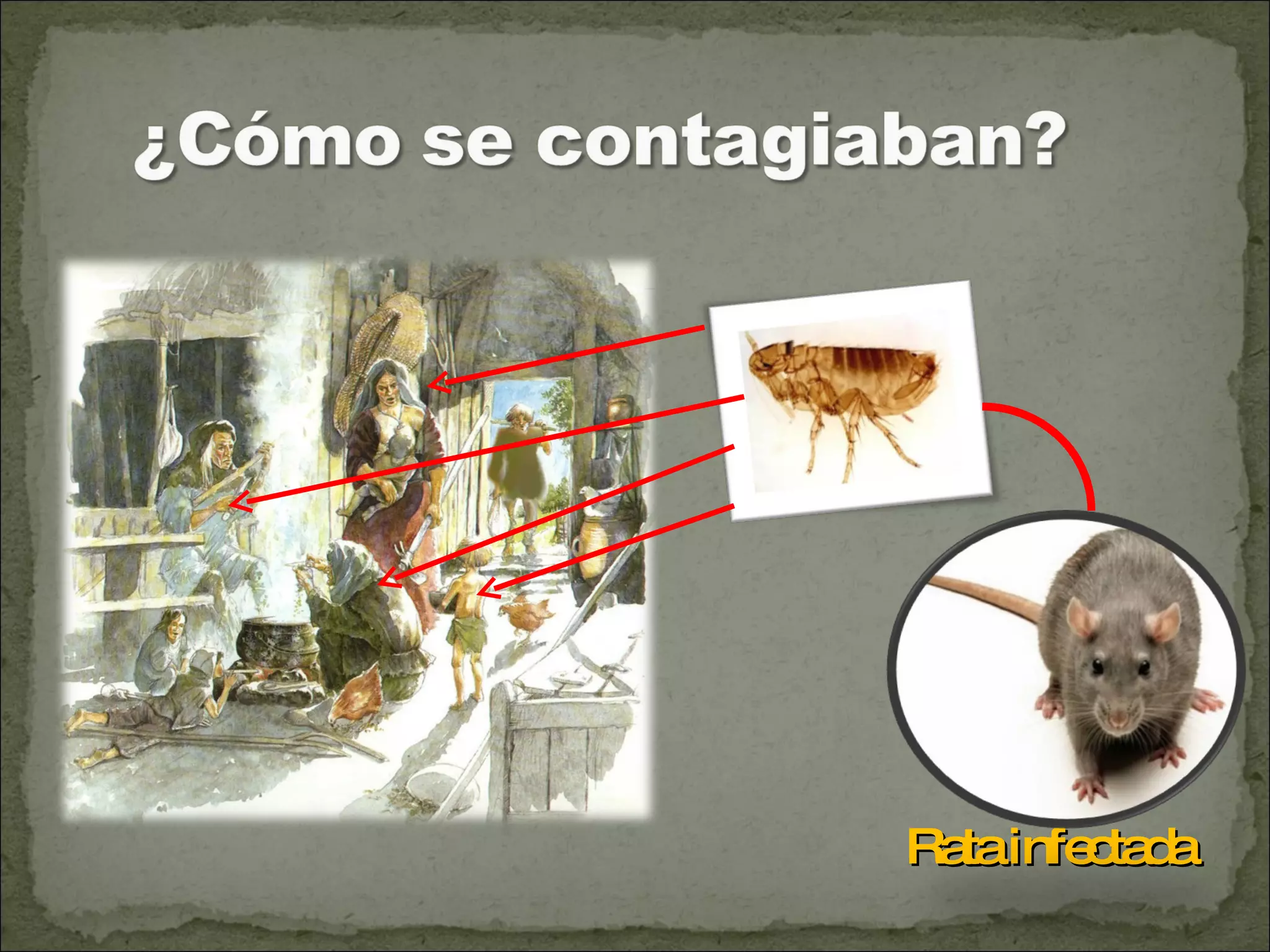 La Peste Negra | PPT