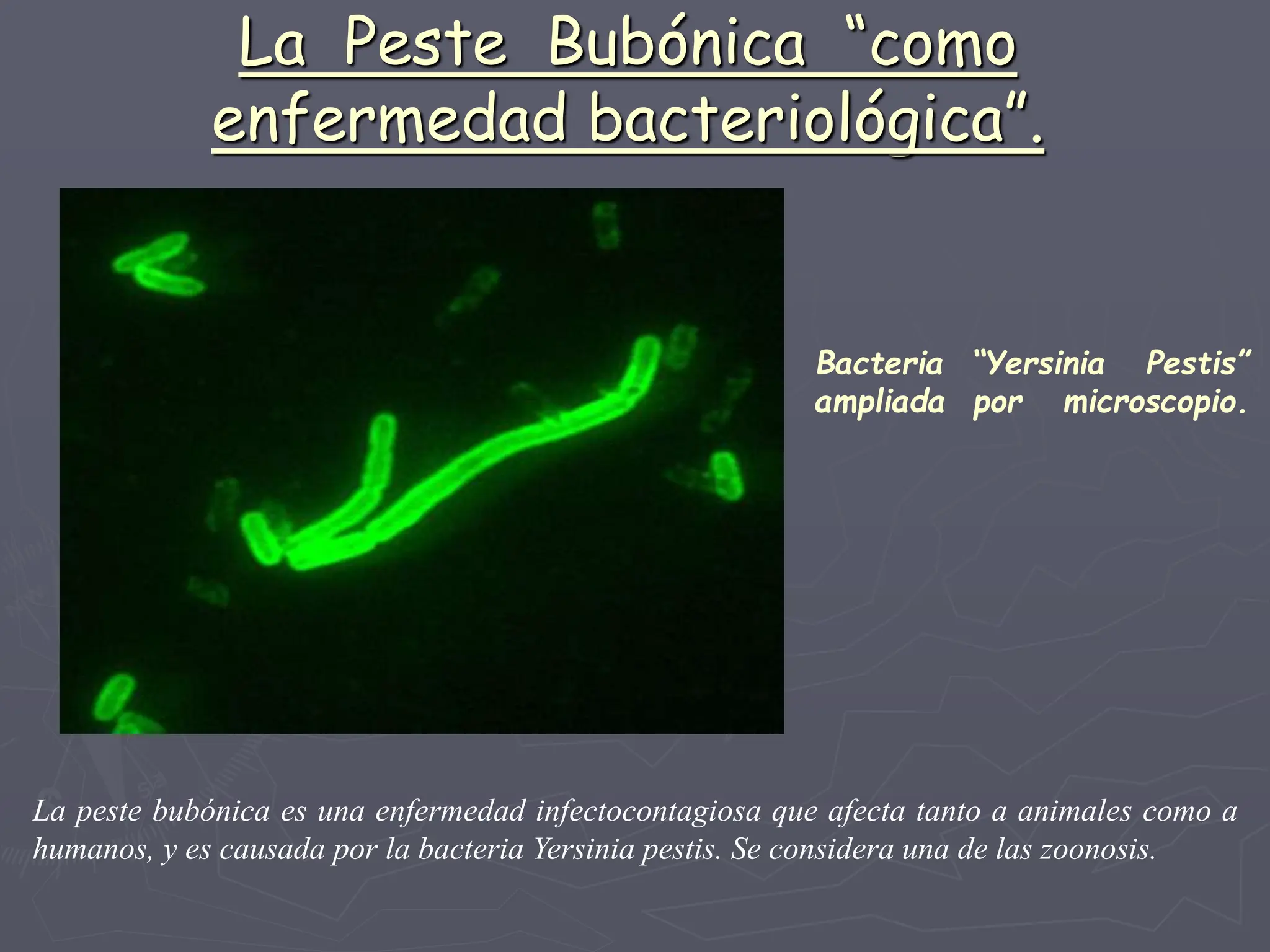 la_peste_negra.ppt