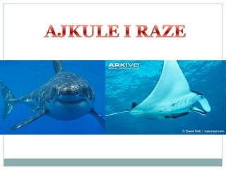 Lapčević i Makivić | PPT