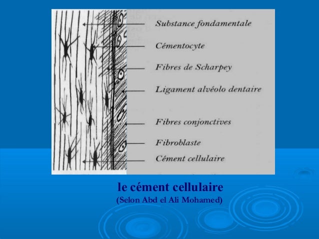 Cément — Conseil Dentaire Dr.Hauteville
