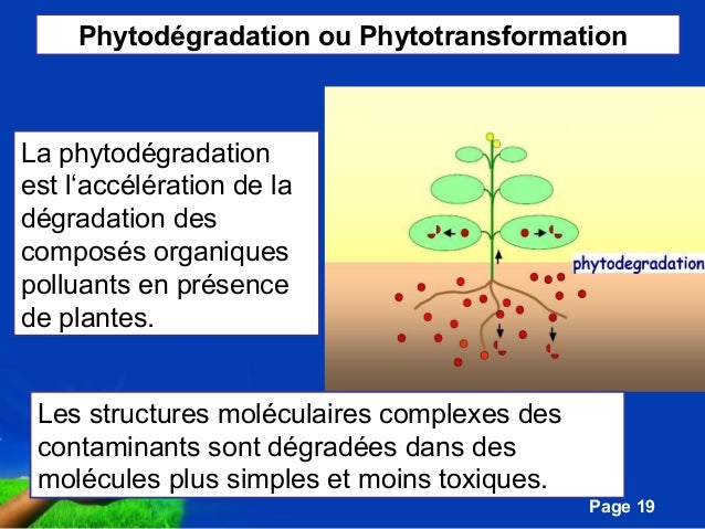 Phytodegradation