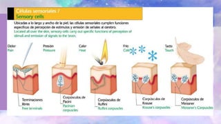 La piel humana. | PPTX