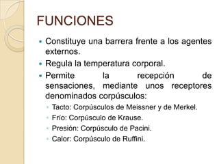 La piel | PPTX