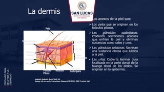 LA PIEL (SISTEMA TEGUMENTARIO) (SEM 12).pptx