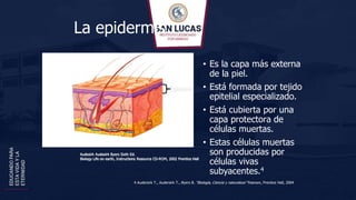 LA PIEL (SISTEMA TEGUMENTARIO) (SEM 12).pptx