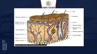 LA PIEL (SISTEMA TEGUMENTARIO) (SEM 12).pptx