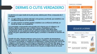 la piel y estructuras.pptx
