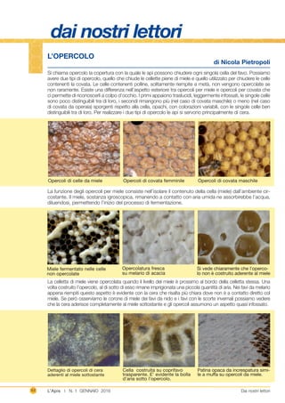 L'apis n 1 gennaio 2016 opercolo | PDF