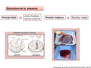 LA PLACENTA.pptx