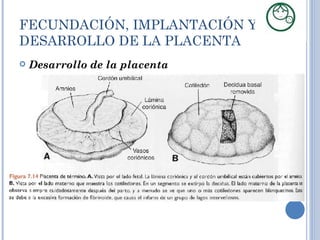 La placenta – morfología, fisiología y desarrollo | PPT