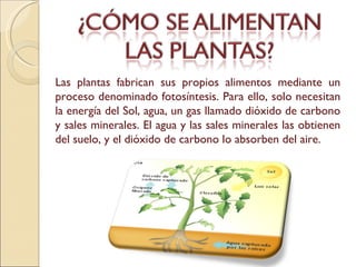 La Planta | PPT