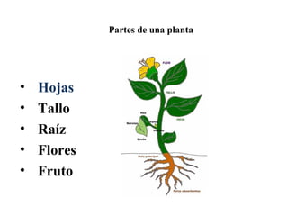 La planta | PPT
