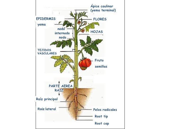 La planta