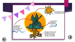 La planta jessica bueno 12º | PPTX