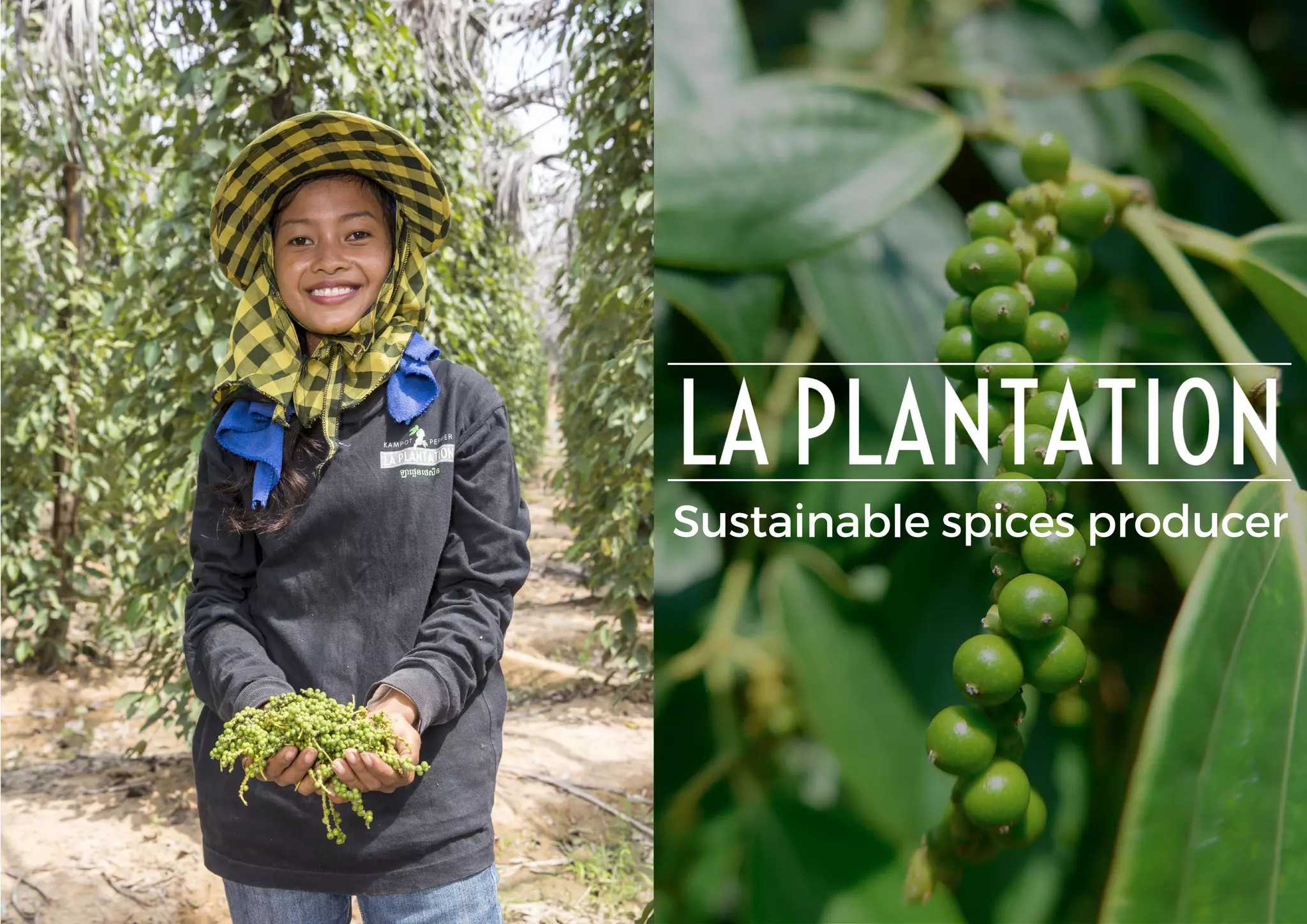 La Plantation - Sustainable Spices Producer | PDF