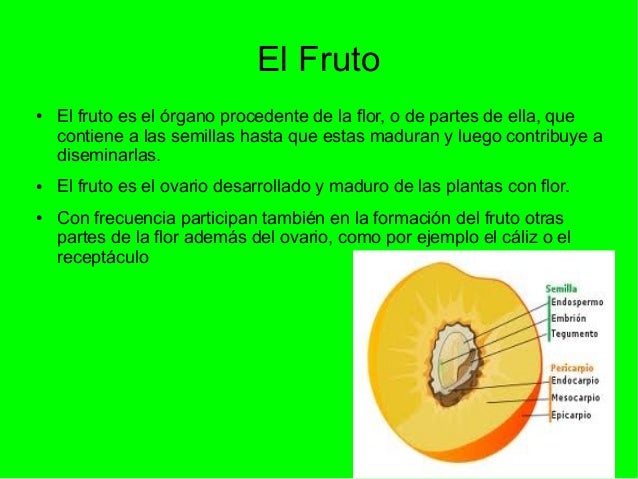 Aprende Todo Sobre Las Partes Del Fruto Y Sus Funciones – XAQE