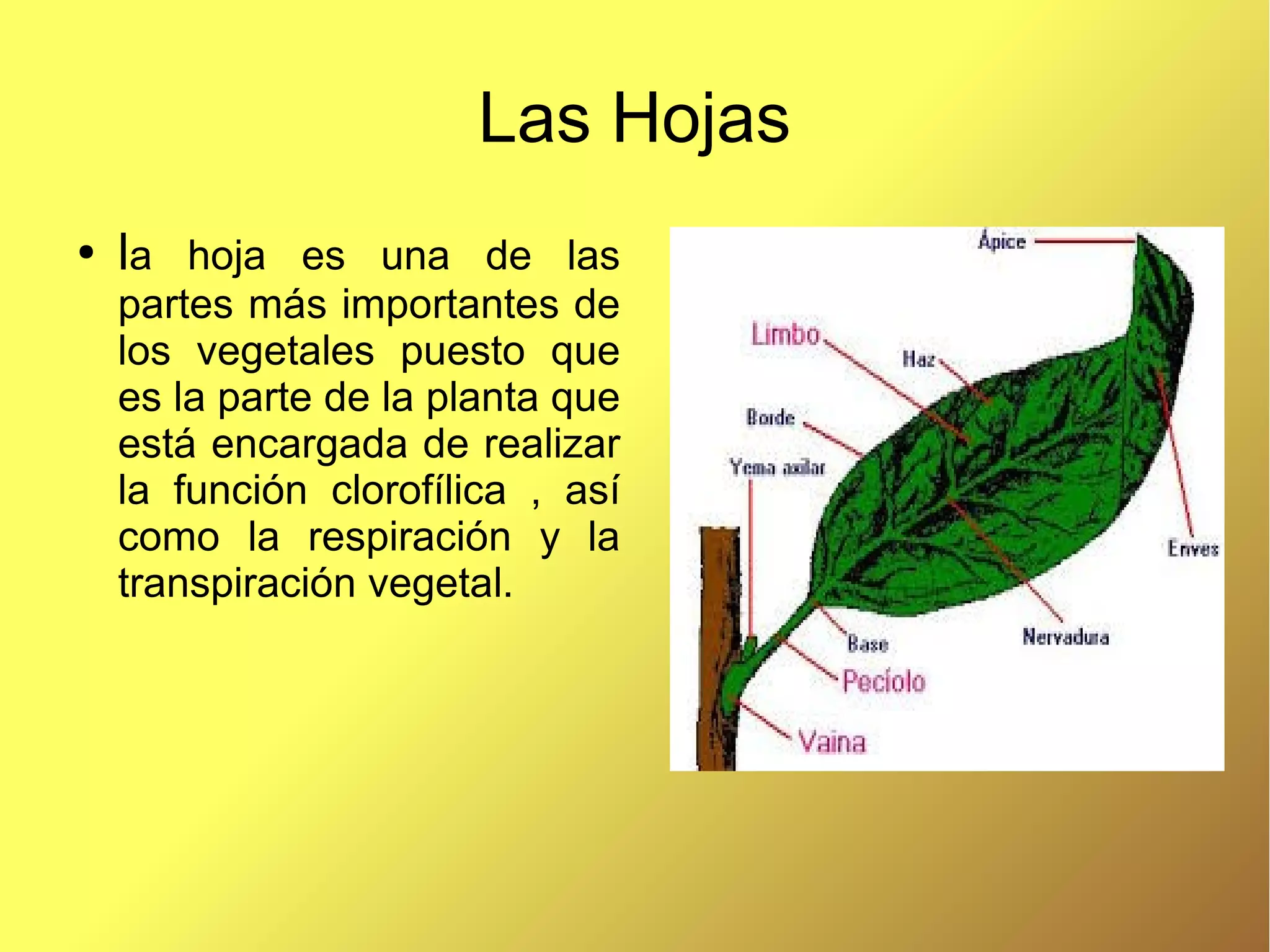 La planta y sus partes | ODP