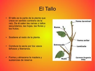 La planta y sus partes | ODP